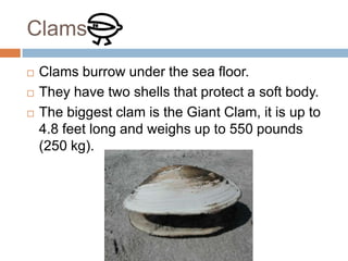 Animals you may have never heard of! | PPT