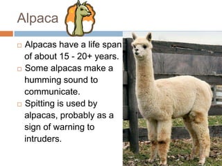 Animals you may have never heard of! (1) | PPTX | Birds | Pets