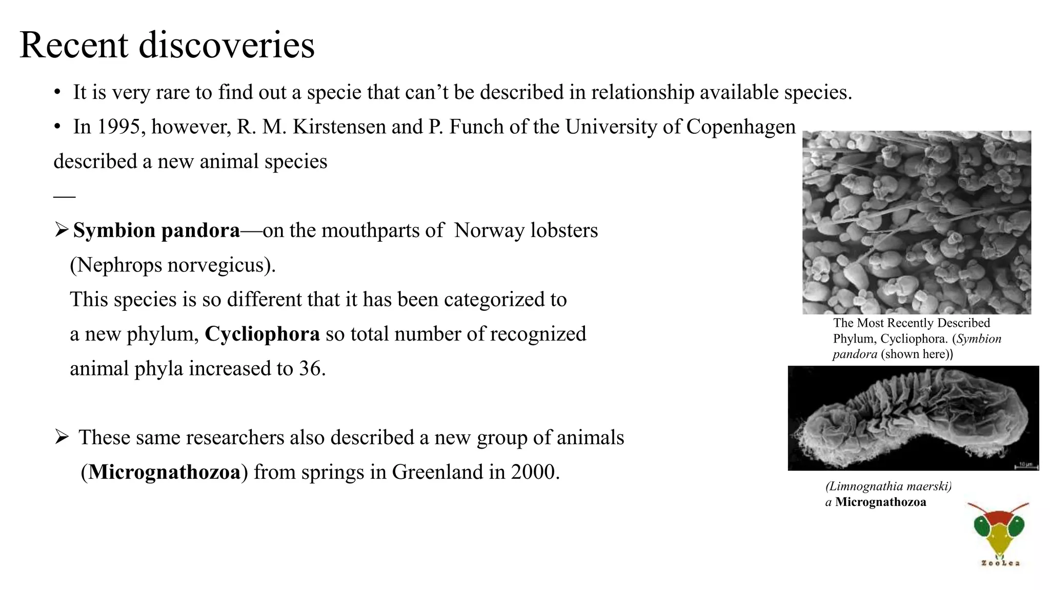 Animal Taxonomy, Phylogeny and Organization | PPTX