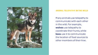 Animal Telepathy to Communicate with Animals.pptx