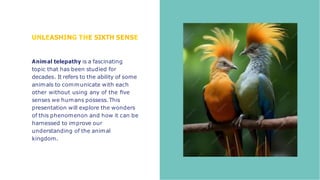Animal Telepathy to Communicate with Animals.pptx