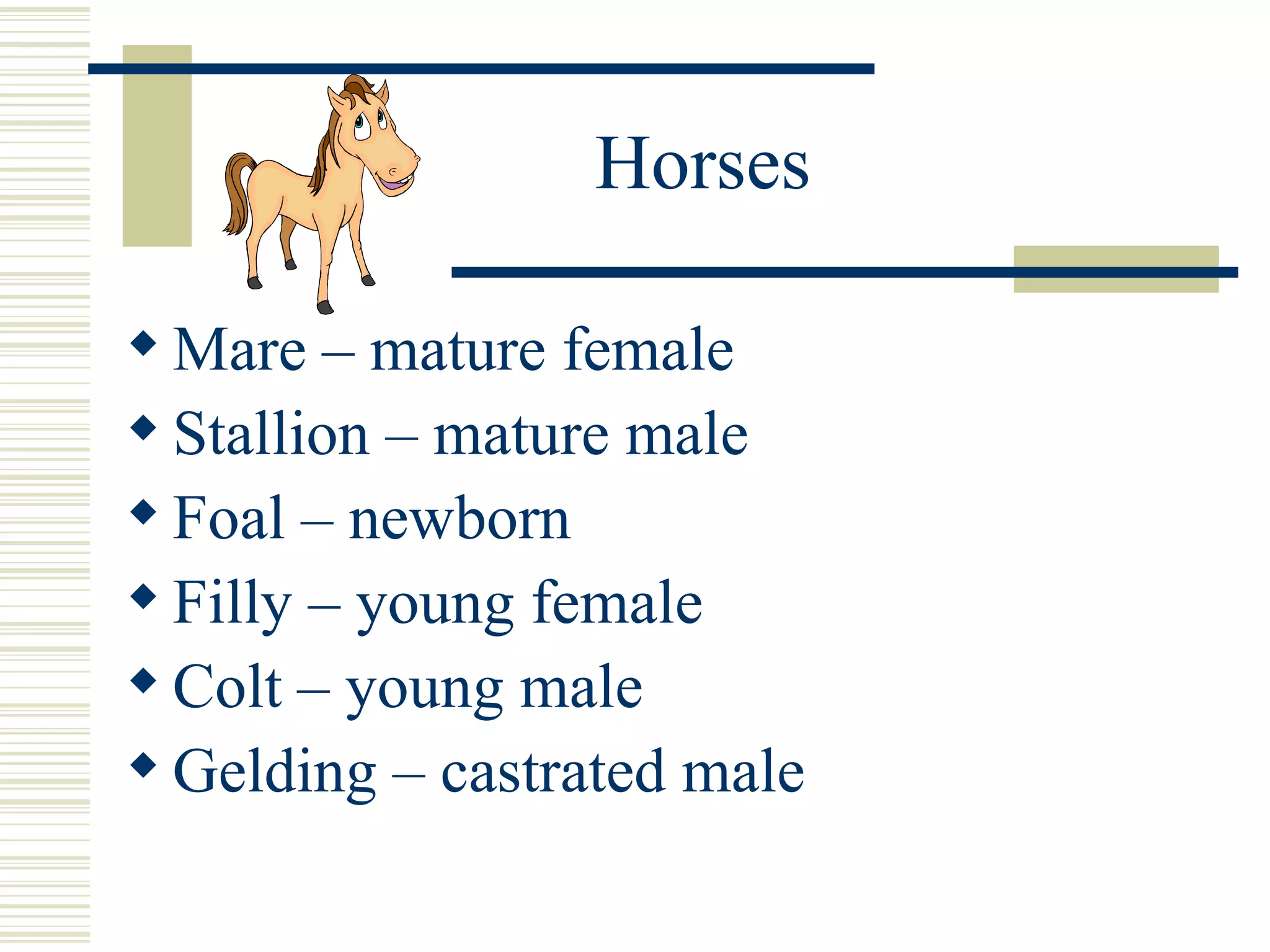 Animal Terminology | PPT