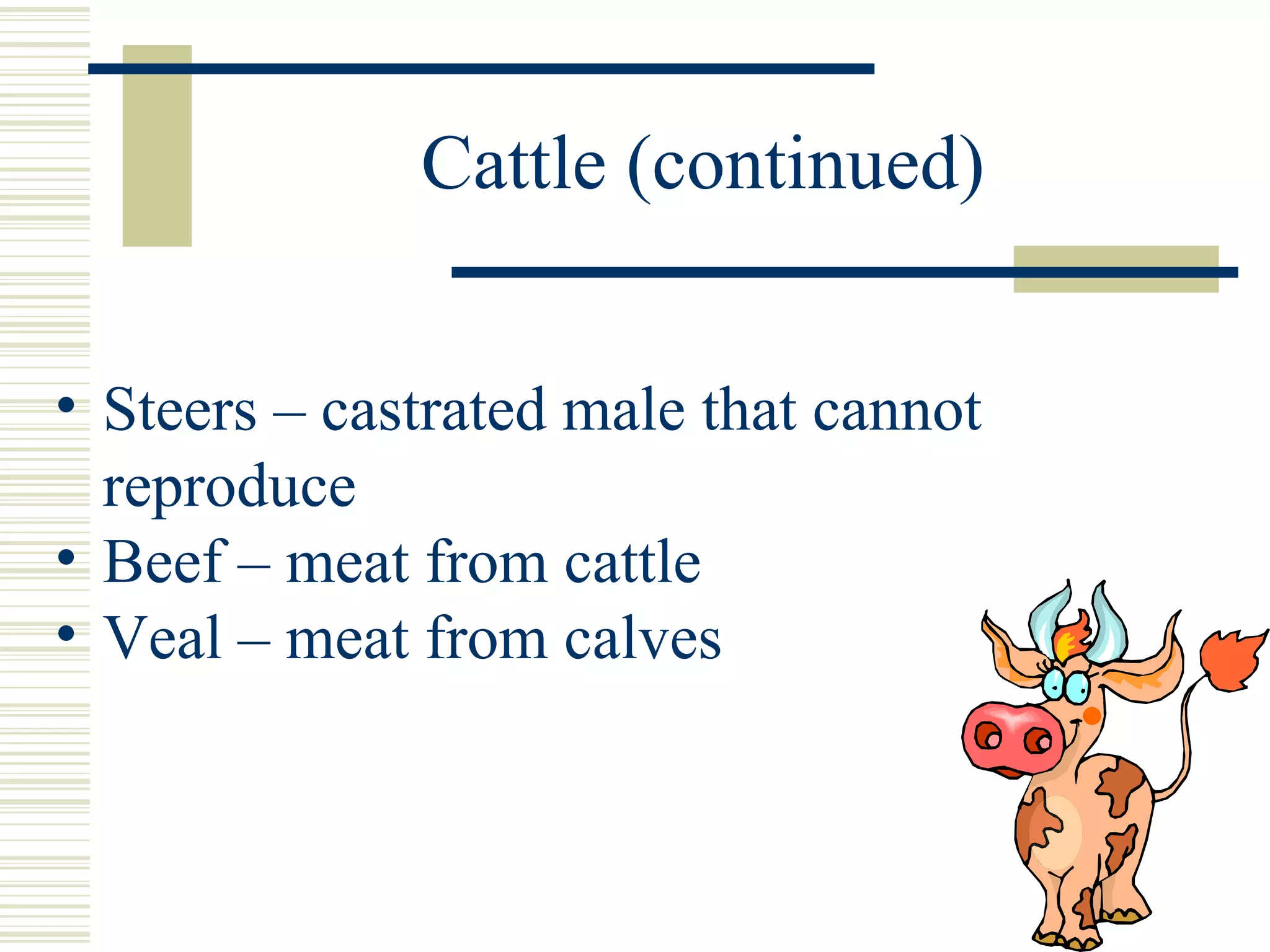 Animal Terminology | PPT