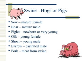Animal Terminology | PPT