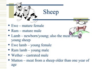 Animal Terminology | PPT | Food & Drink