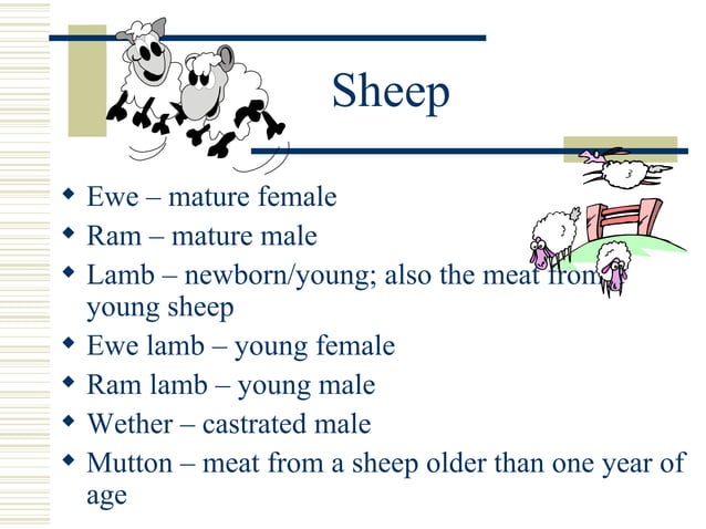 Animal Terminology | PPT | Food & Drink