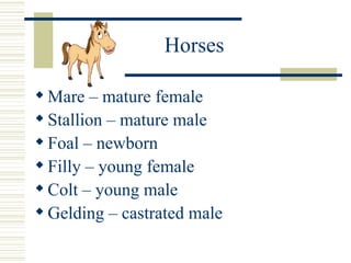 Animal Terminology | PPT