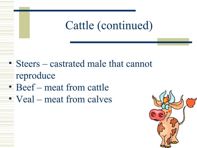 Animal Terminology | PPT | Food & Drink