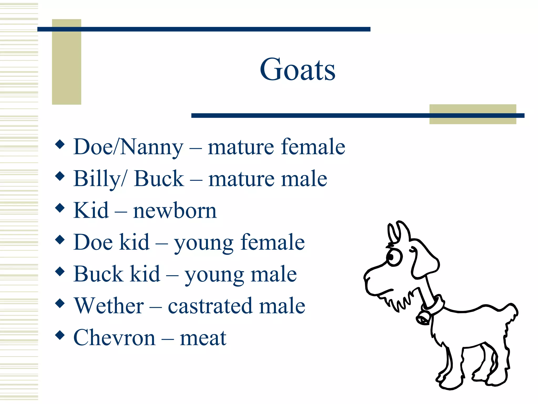 Animal terminology | PPT