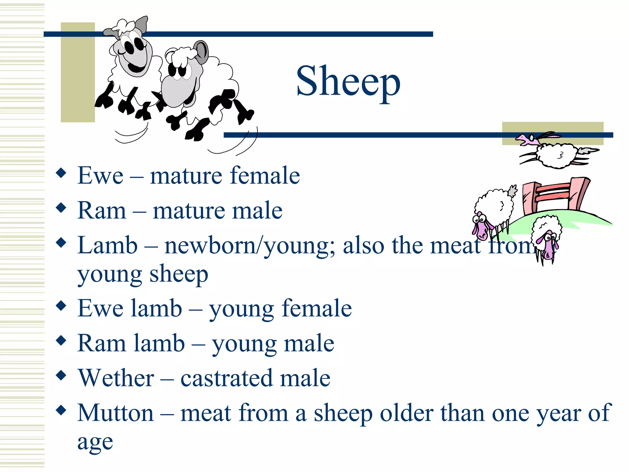 Animal terminology | PPT