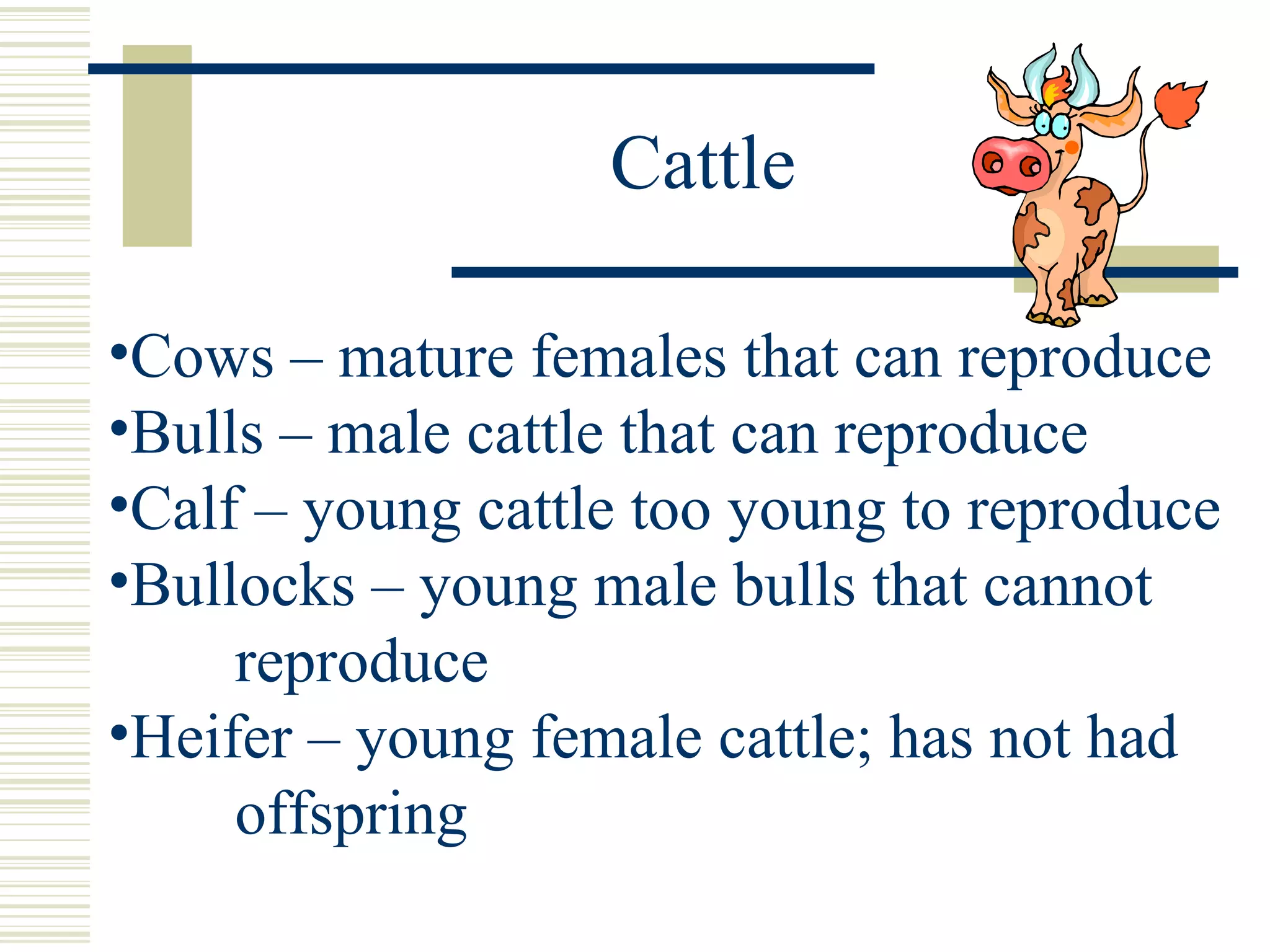 Animal terminology | PPT