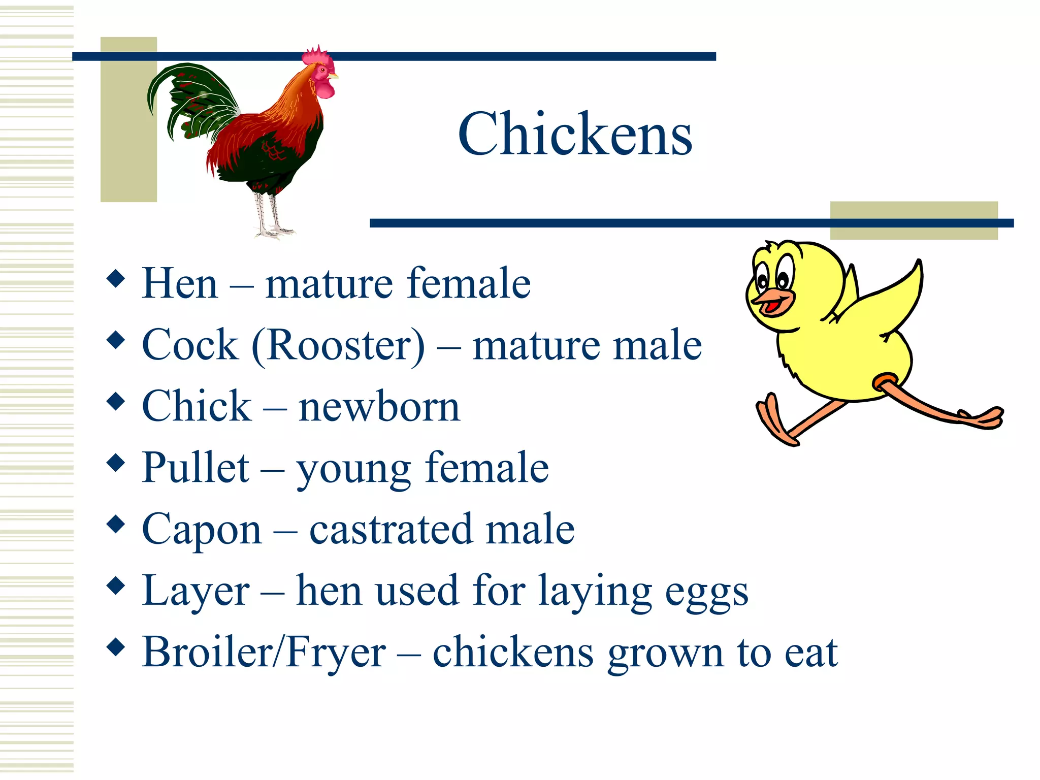 Animal terminology | PPT