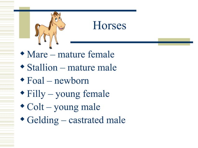 Animal terminology | PPT