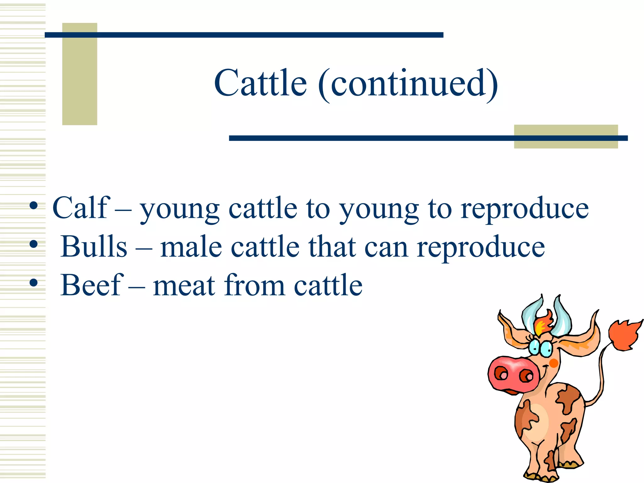 Animal terminology | PPT
