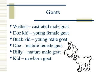 Animal terminology | PPT