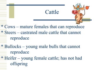 Animal terminology | PPT