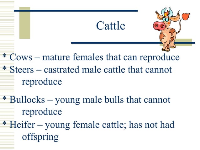 Animal terminology | PPT | Birds | Pets