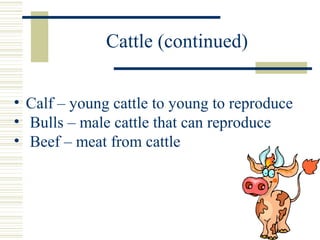 Animal terminology | PPT | Birds | Pets