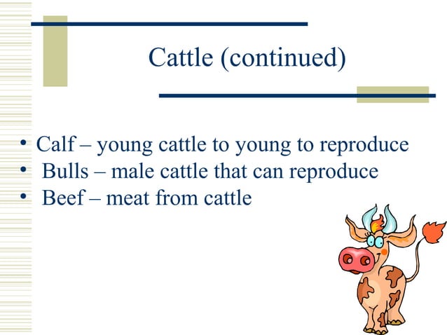 Animal terminology | PPT | Birds | Pets