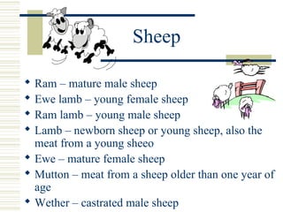 Animal terminology | PPT