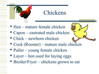 Animal terminology | PPT