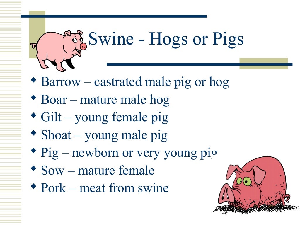 Animal Terminology animal-terminology