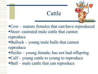 Animal terminology | PPT