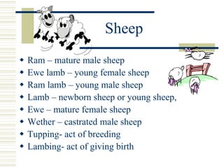 Animal terminology | PPT