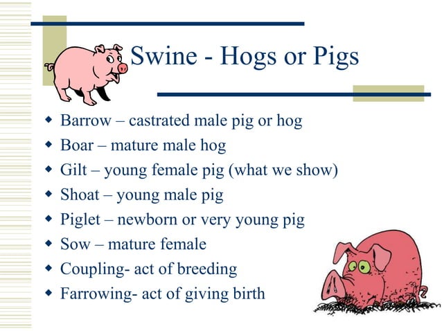 Animal terminology | PPT