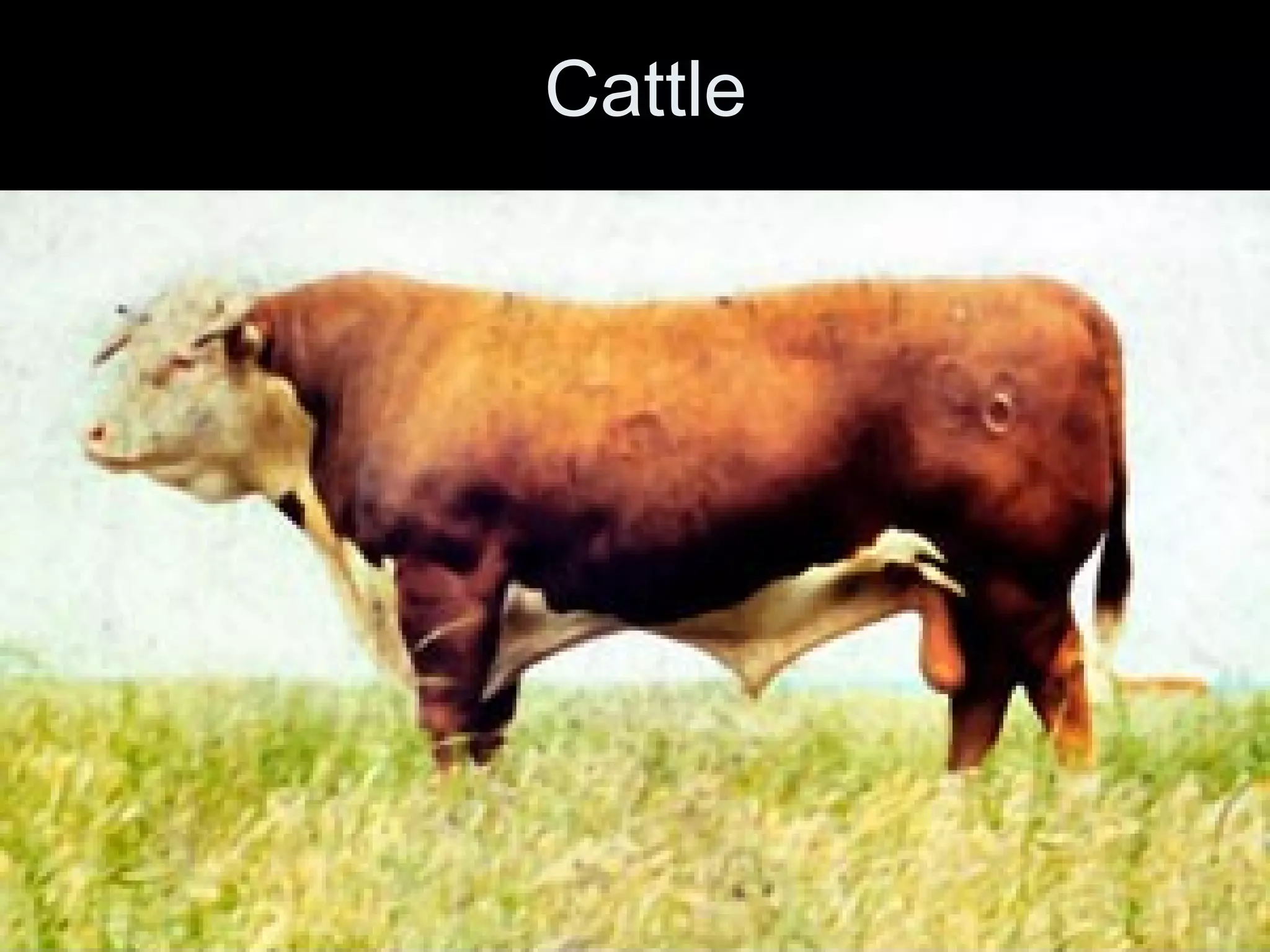 Animal terminology | PPT
