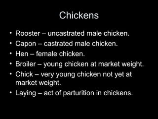 Animal terminology | PPT