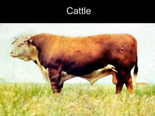 Animal terminology | PPT