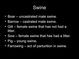 Animal terminology | PPT
