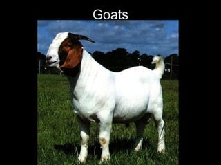Animal terminology | PPT