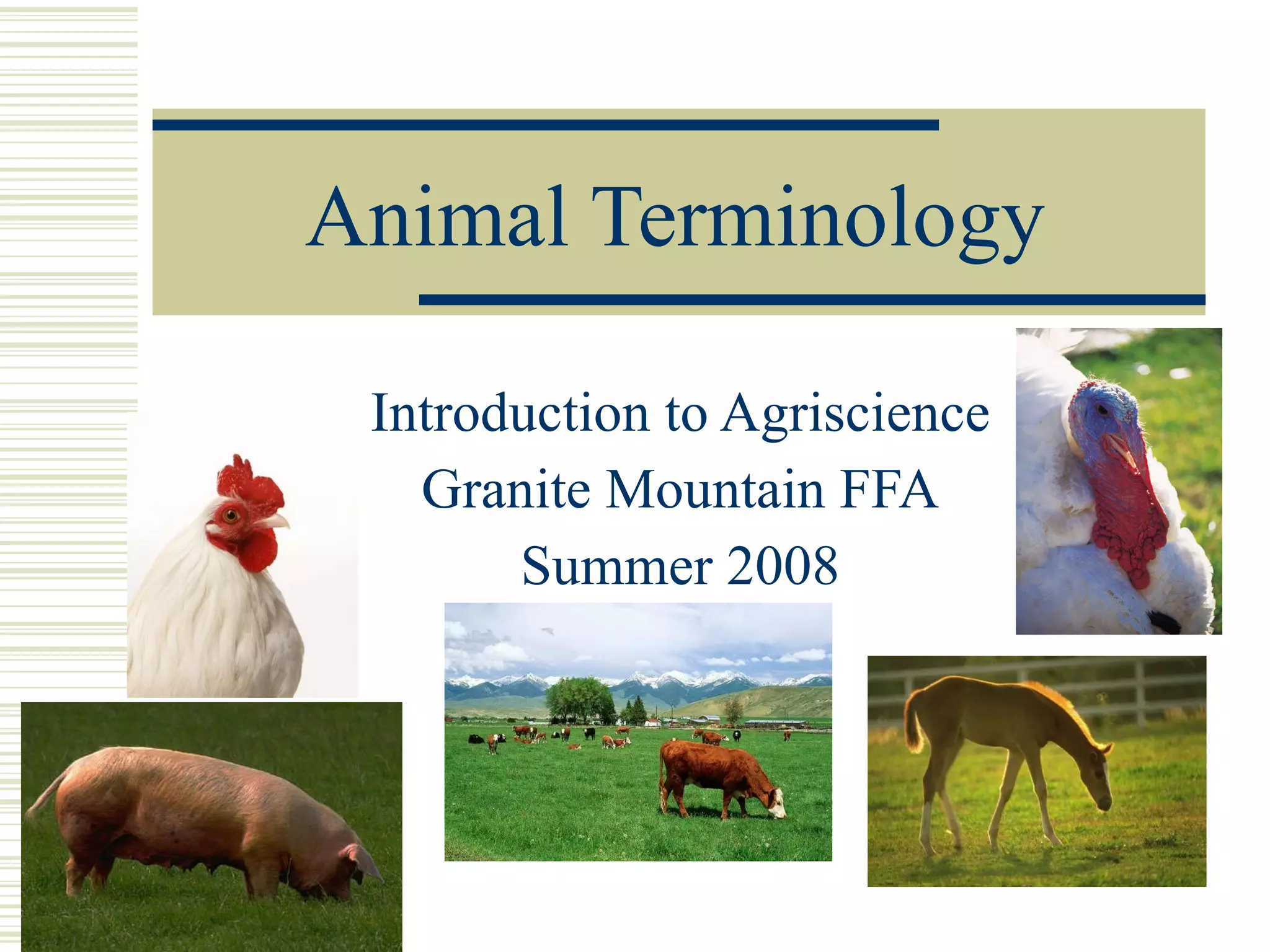 Animal terminology summer 2008 | PPT