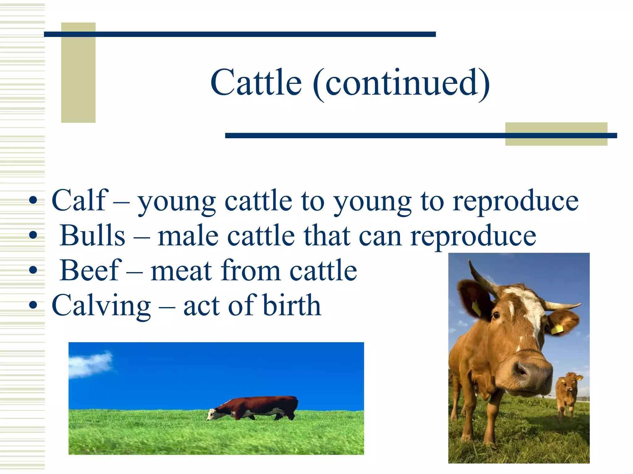 Animal terminology summer 2008 | PPT