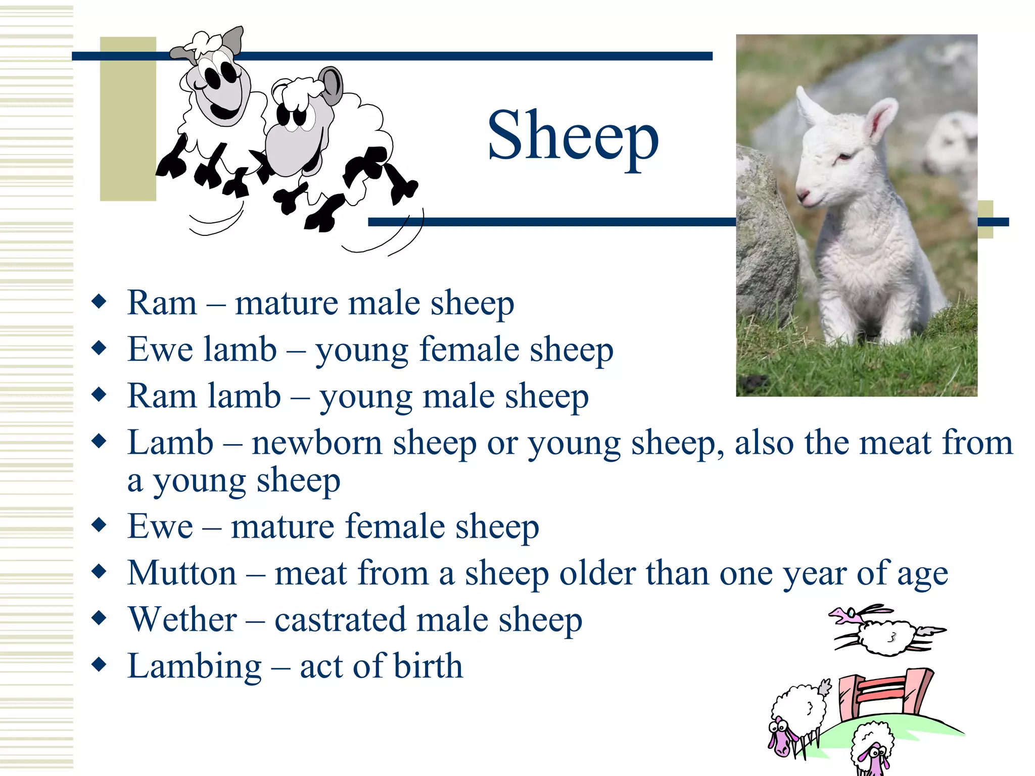 Animal terminology summer 2008 | PPT