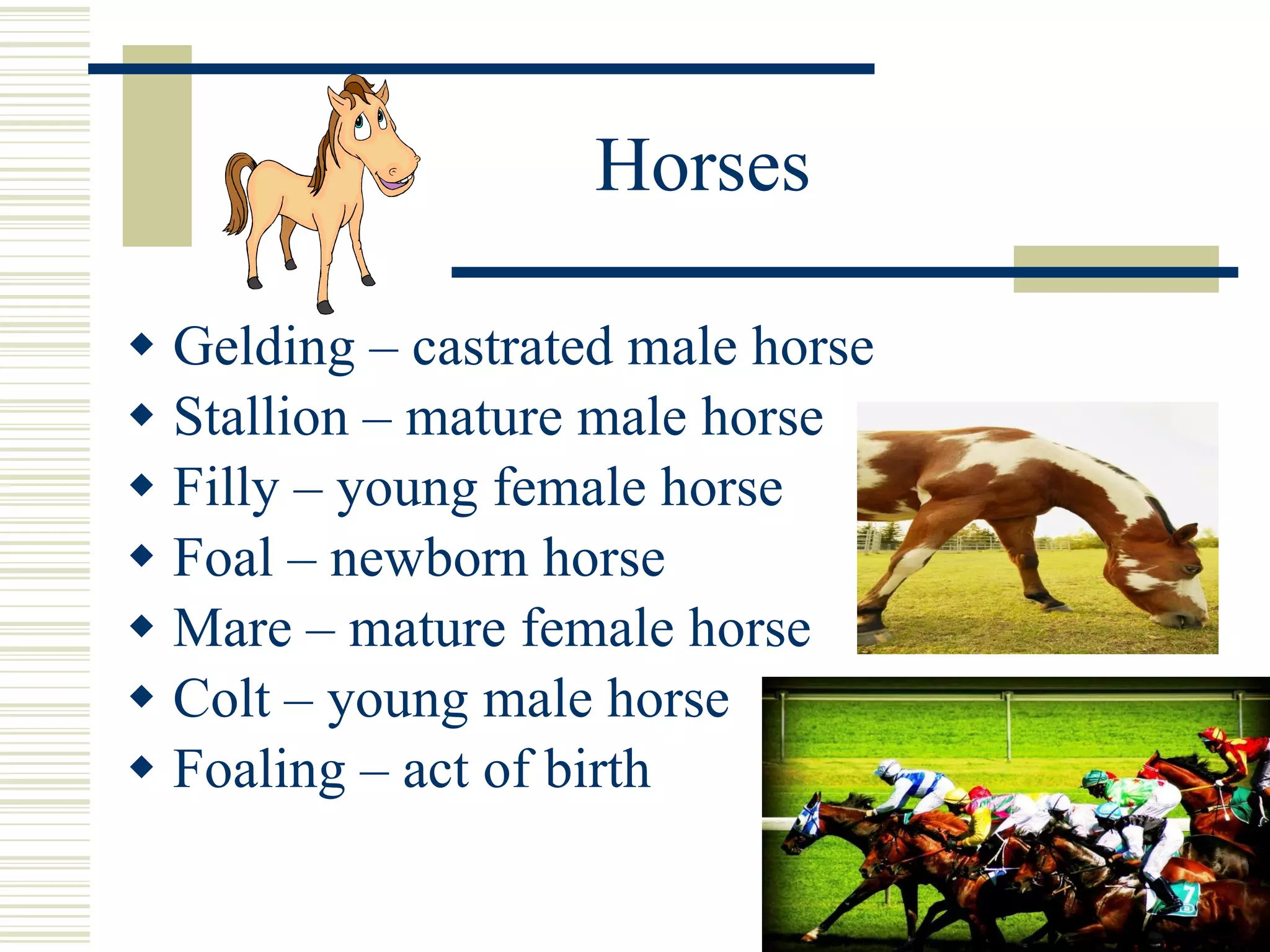 Animal terminology summer 2008 | PPT