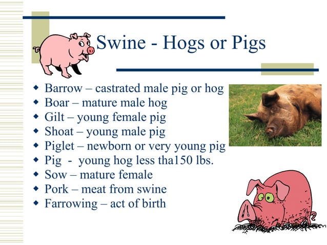 Animal terminology summer 2008 | PPT