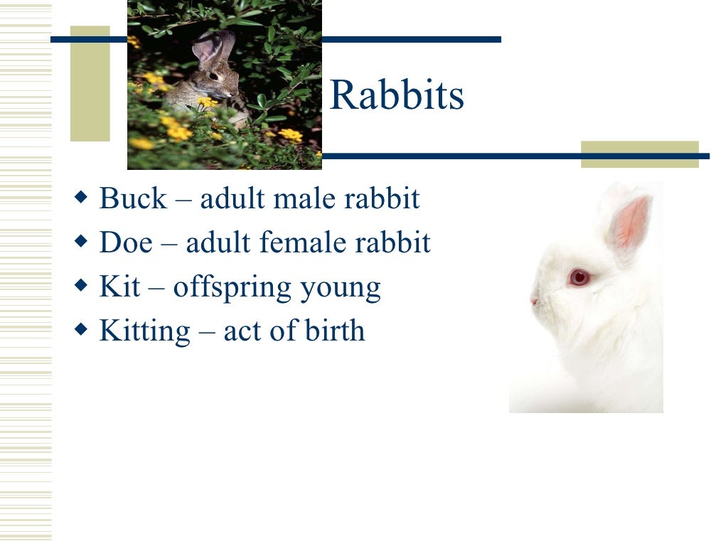 Animal Terminology Summer 2008 animal-terminology-summer-2008