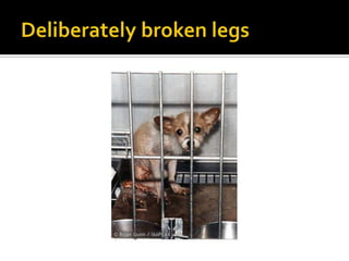 Animal Testing | PPT