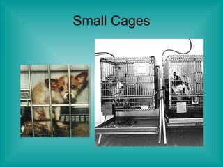 Animal Experimentation | PPT