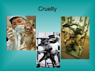 Animal Experimentation | PPT