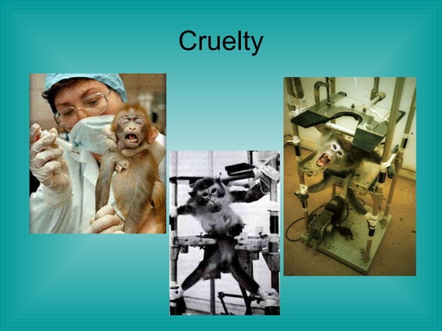 Animal Experimentation | PPT