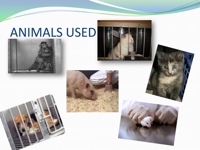 Animal testing | PPT