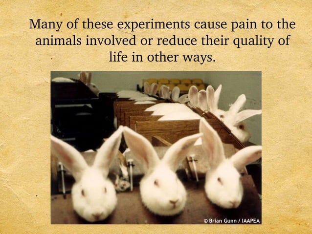 Animal testing for and against | ODP