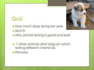 Animal testing for year seven | PPTX