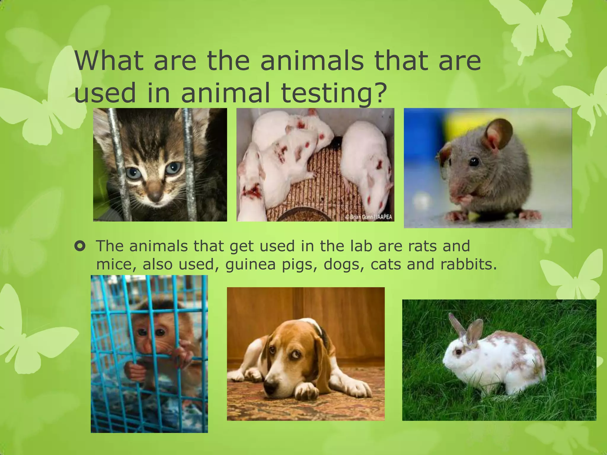Animal testing presentation | PPTX | Pets