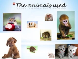 Animal testing presentation | PPTX