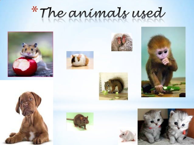 Animal testing presentation | PPTX | Pets